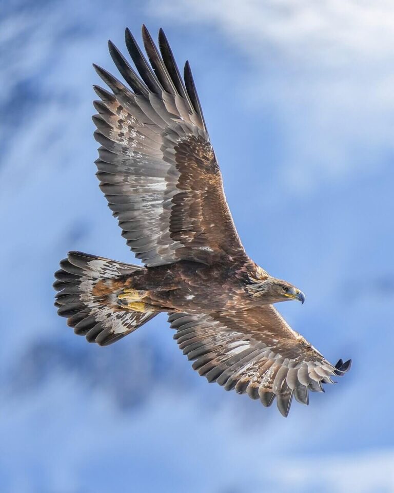 Top 10 Fastest Flying Birds in the World (Science Explorer)