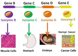 Enzyme Regulation: Importance, Mechanisms, and Applications