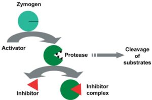 Enzyme Regulation: Importance, Mechanisms, and Applications