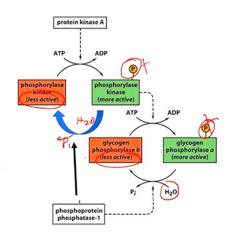 Enzyme Regulation: Importance, Mechanisms, and Applications