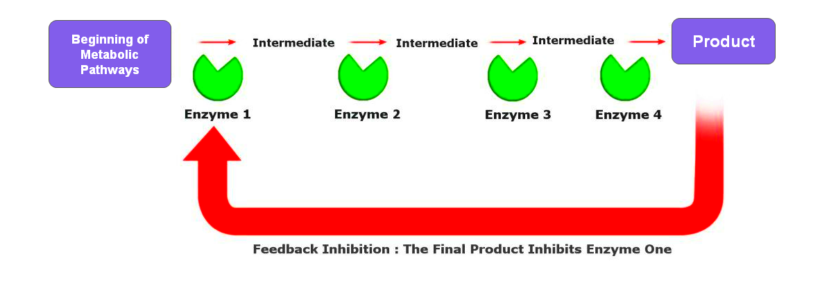 Enzyme Regulation: Importance, Mechanisms, and Applications