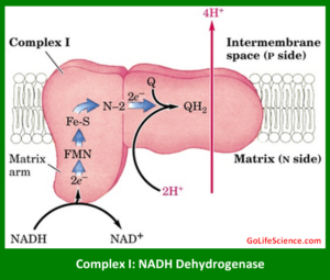 Oxidative Phosphorylation: The Cellular Energy Production