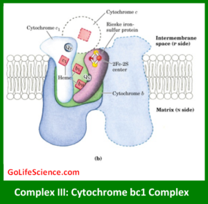 Oxidative Phosphorylation: The Cellular Energy Production