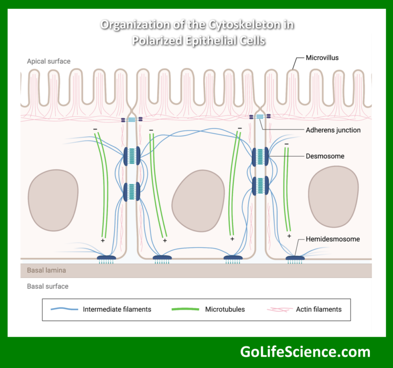 Cytoskeleton: Definition, Basic Structure, and Functions