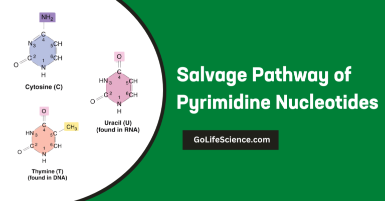Pyrimidine Salvage Pathway Significance In Cellular Metabolism