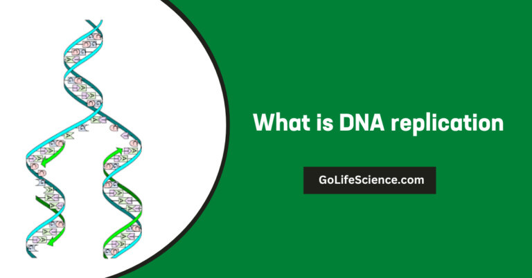 What is DNA replication, and why is it important?