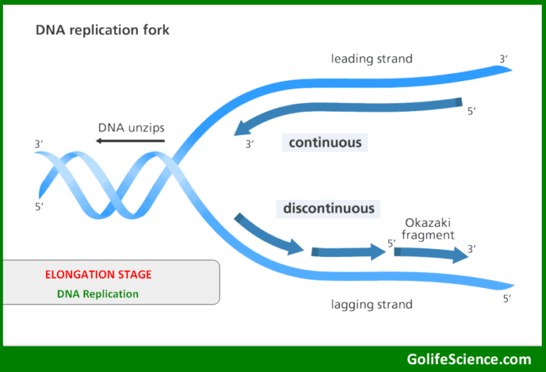 What is DNA replication, and why is it important?
