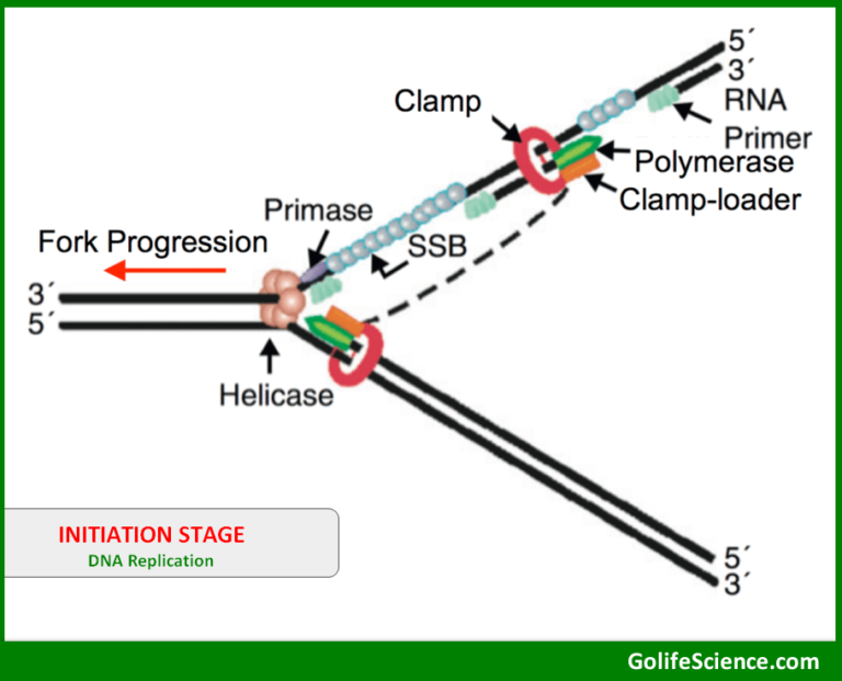 What is DNA replication, and why is it important?