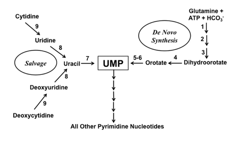 Pyrimidine Salvage Pathway: Significance in Cellular Metabolism