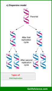 What is DNA replication, and why is it important?