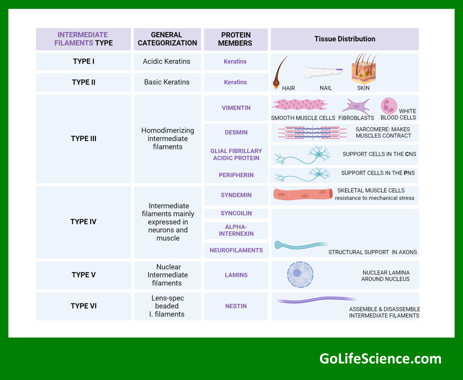 Cytoskeleton: Definition, Basic Structure, and Functions