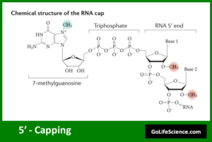 mRNA Processing in Eukaryotes: A Comprehensive Guide
