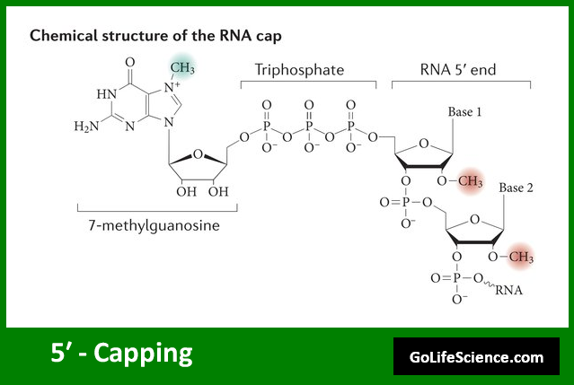 mRNA Processing in Eukaryotes: A Comprehensive Guide