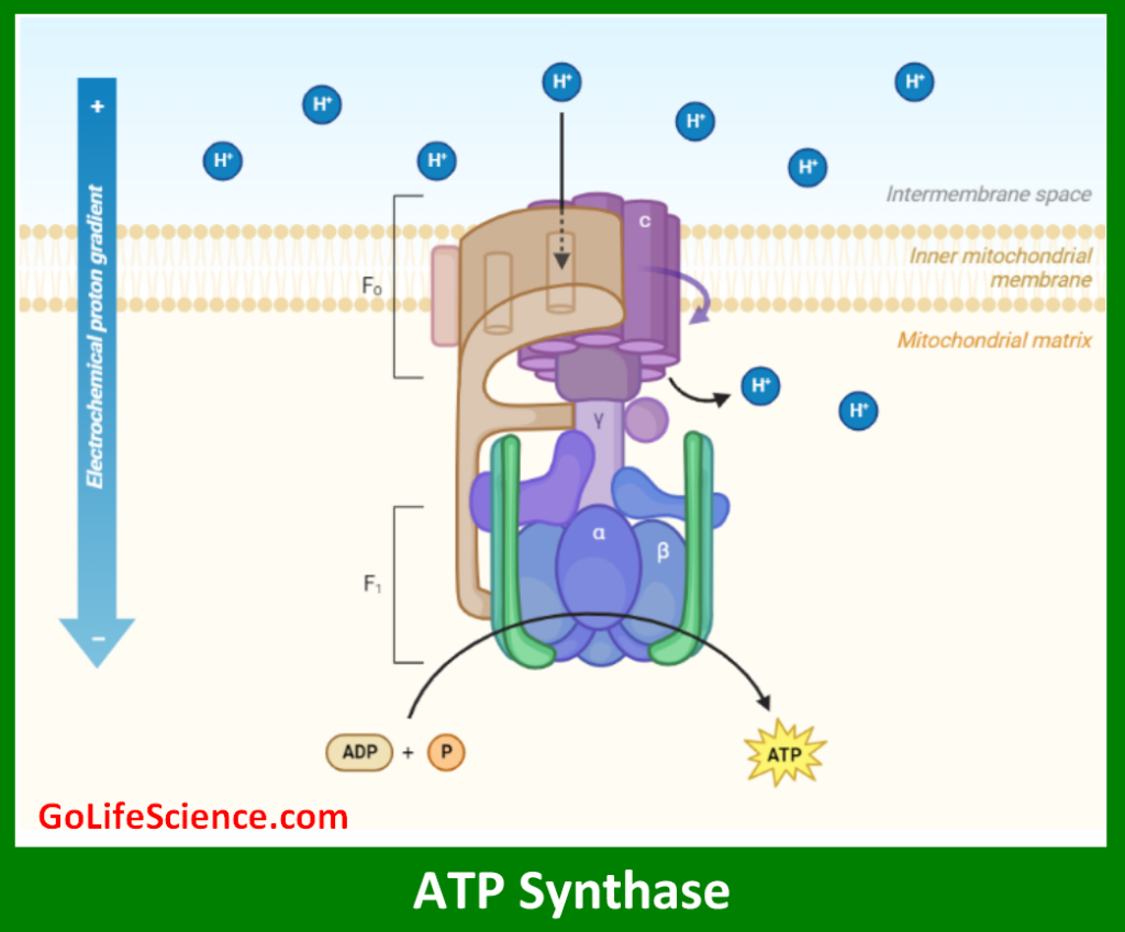 Oxidative Phosphorylation: The Cellular Energy Production