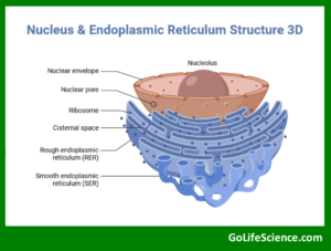 Nucleus: Structure, Functions, and Role in Cells