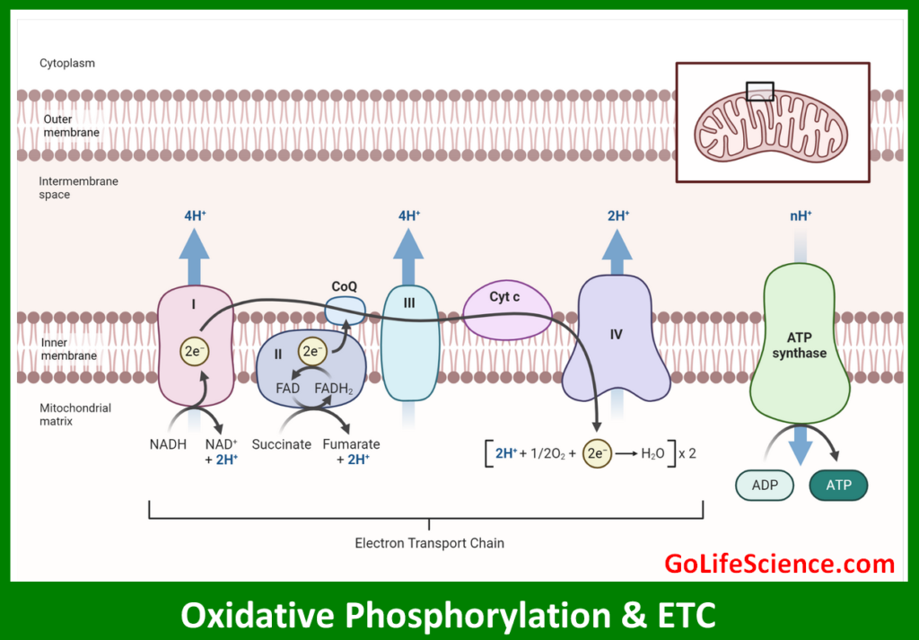 Oxidative Phosphorylation: The Cellular Energy Production