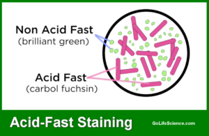 Staining Techniques: A Guide to Microscopic Visualization
