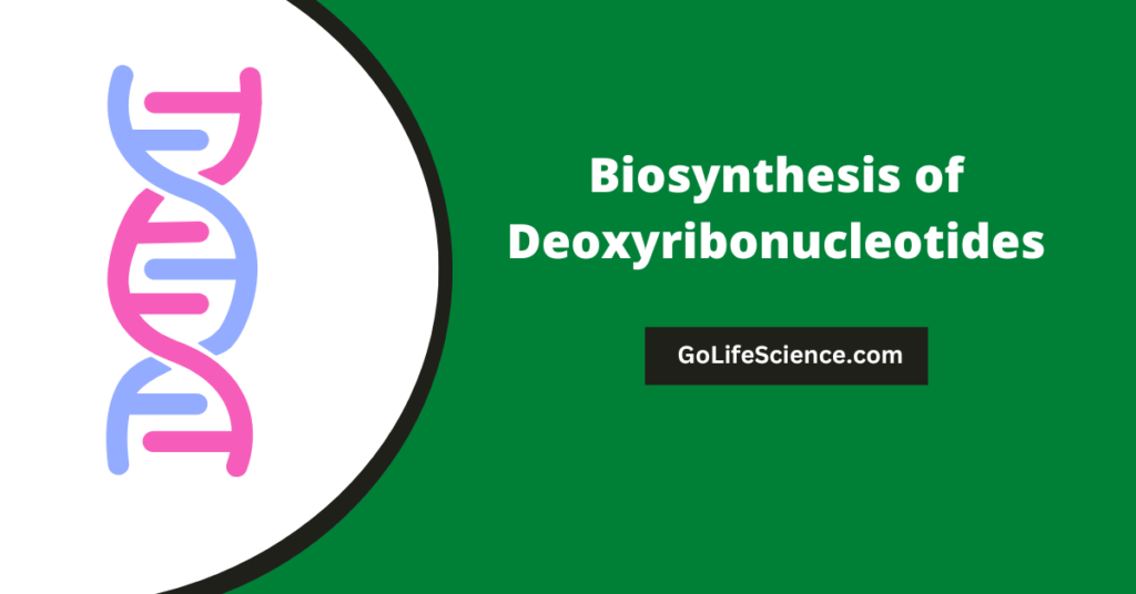 Nucleosides & Nucleotides: Structure & Functions