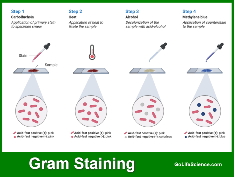 Staining Techniques: A Guide to Microscopic Visualization