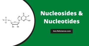 Nucleosides & Nucleotides: Structure & Functions