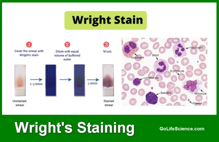 Staining Techniques: A Guide to Microscopic Visualization