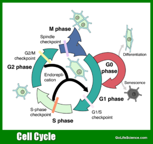 Cell Cycle: Phases, Regulation, Checkpoints & Mitosis