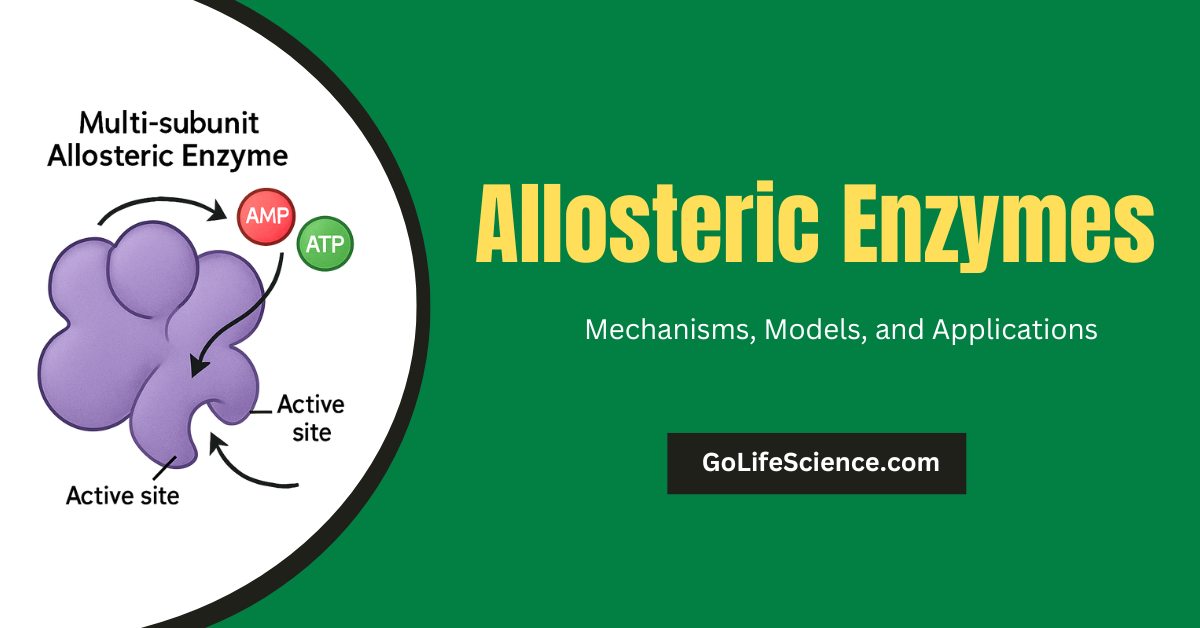 Allosteric Enzymes: Mechanisms, Models, and Applications