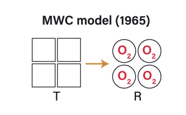 Allosteric Enzymes: Mechanisms, Models, and Applications