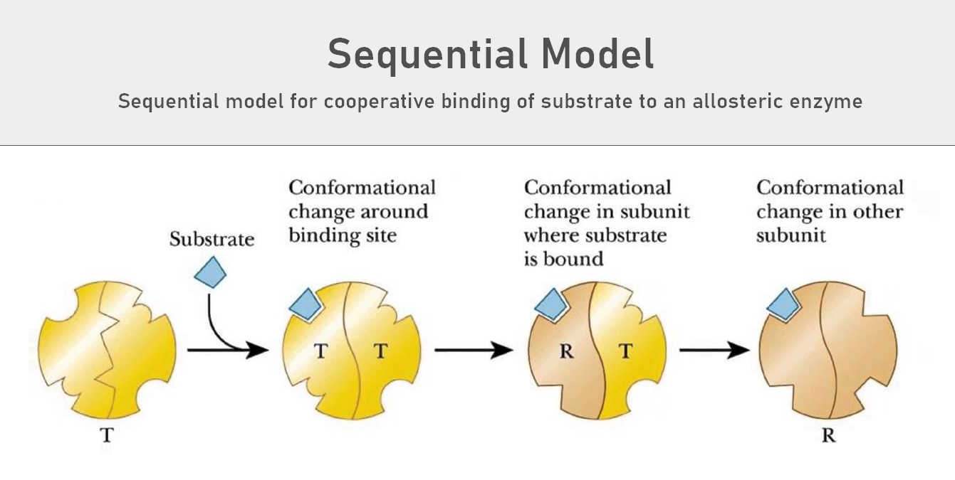 Allosteric Enzymes: Mechanisms, Models, and Applications